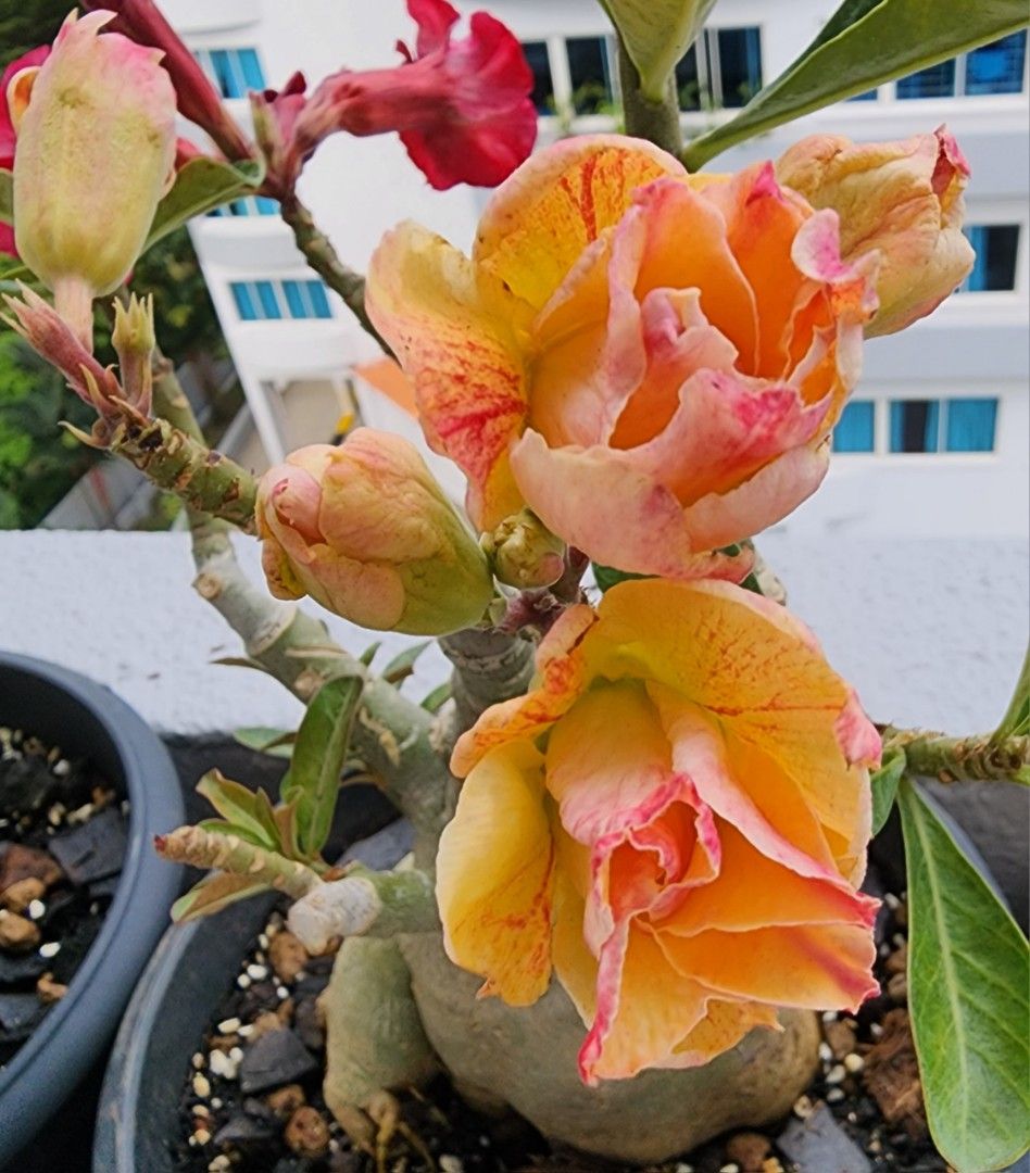 Adenium desert rose, Furniture & Home Living, Gardening, Plants & Seeds ...