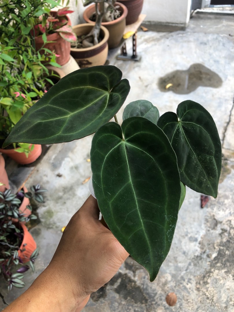 Anthurium AOS hybrid, Furniture & Home Living, Gardening, Plants ...