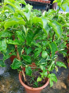 Organic Lemon plant marcotted from fruiting plant, Furniture & Home ...