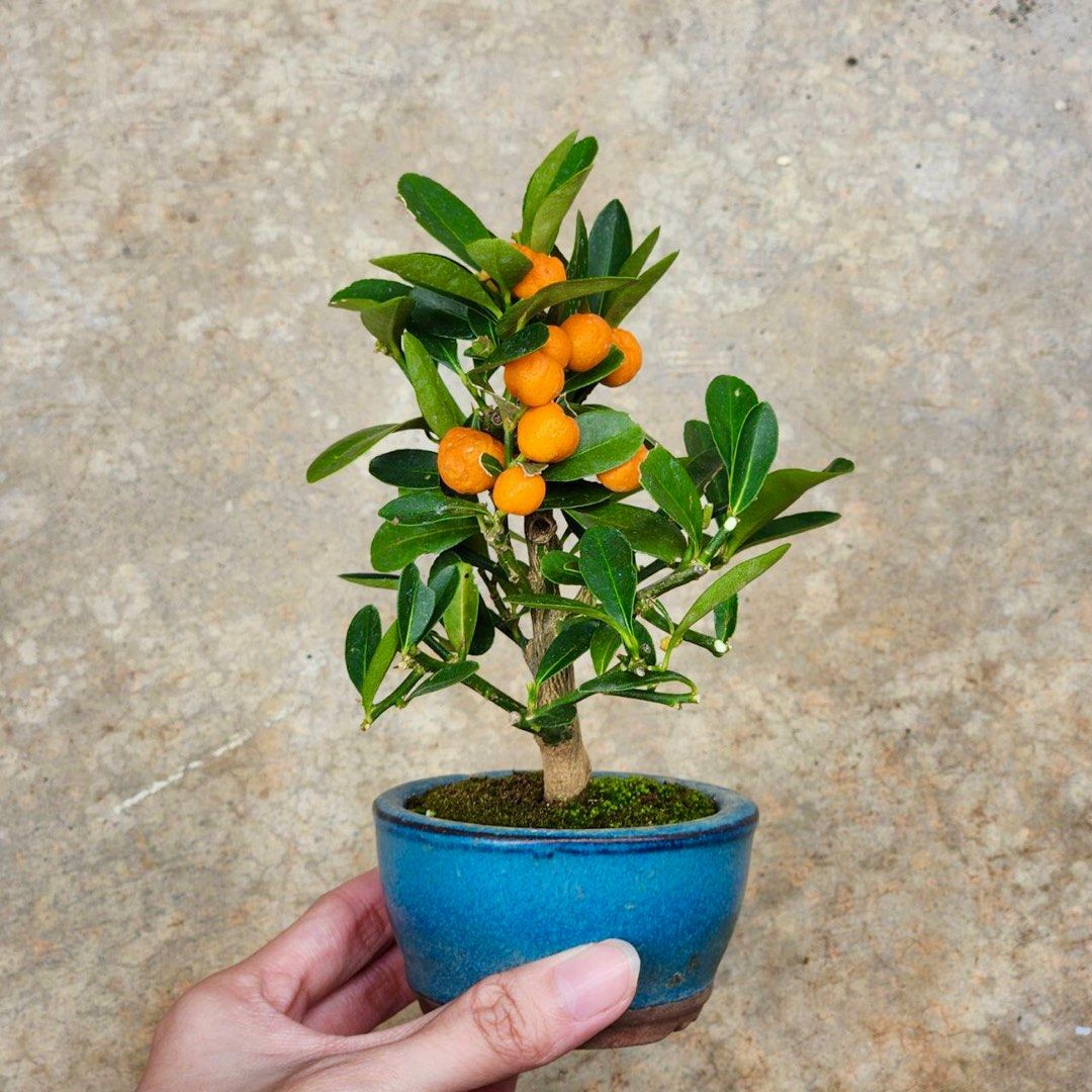 Japanese Kinzu 日本金豆柑, Furniture & Home Living, Gardening, Plants ...