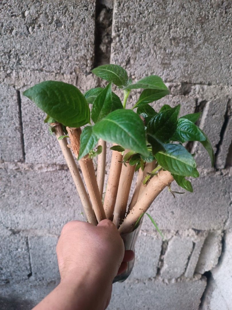 Madre de Agua Rooted, Furniture & Home Living, Gardening, Plants ...