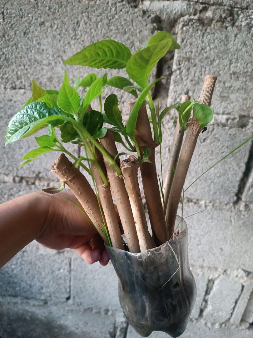 Madre de Agua Rooted, Furniture & Home Living, Gardening, Plants ...