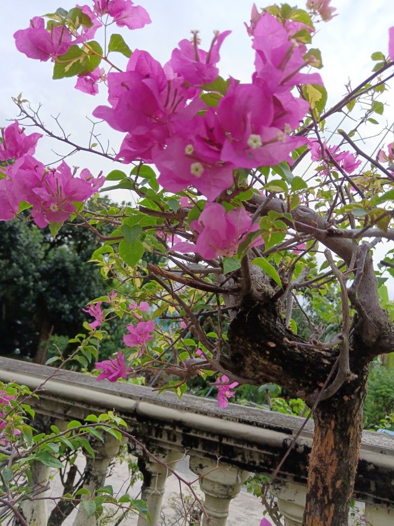 Pokok bunga kertas tinggi 7 kaki, Looking For on Carousell