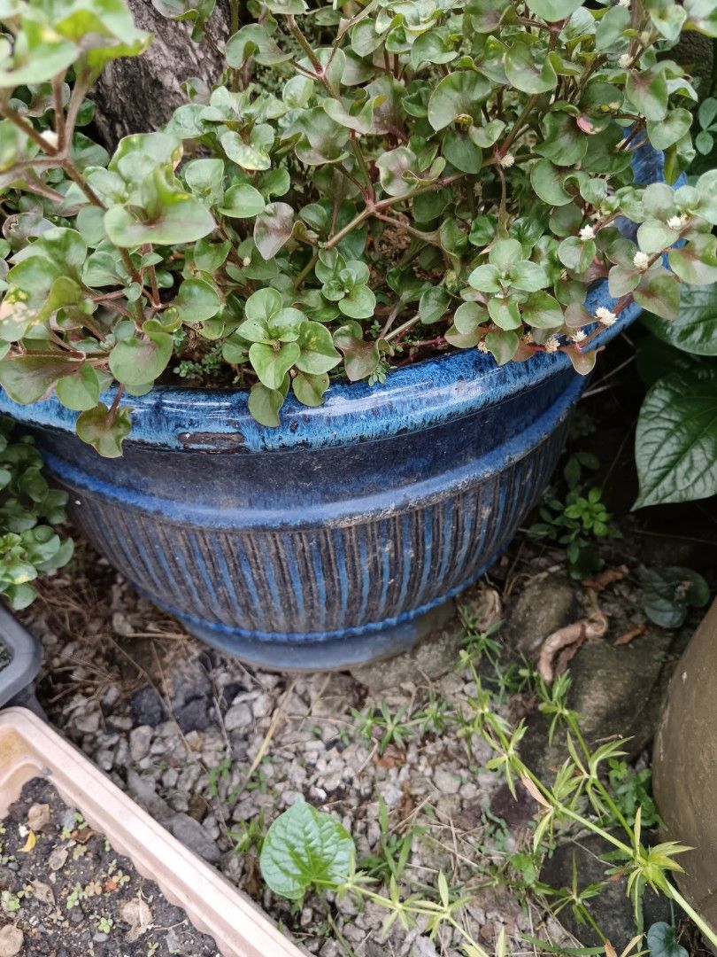 Pokok bunga kertas, Furniture & Home Living, Gardening, Plants & Seeds ...