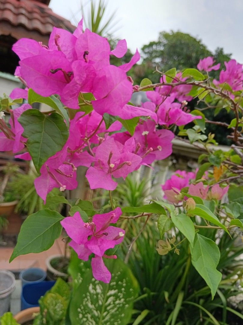 Pokok bunga kertas tinggi 7 kaki, Looking For on Carousell