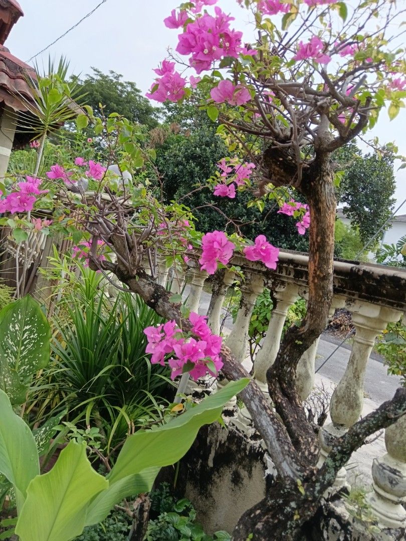 Pokok bunga kertas tinggi 7 kaki, Looking For on Carousell