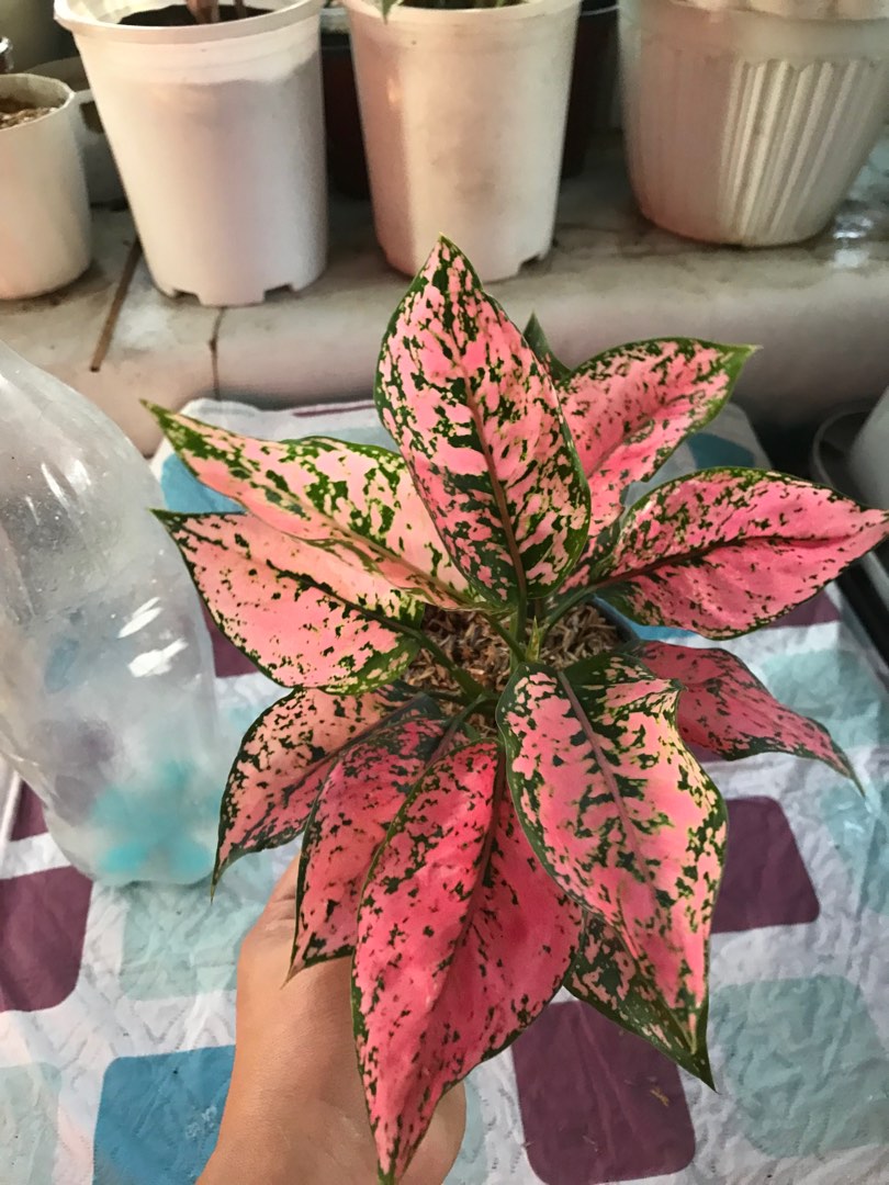 Aglaonema pink komkoon, Furniture & Home Living, Gardening, Plants ...