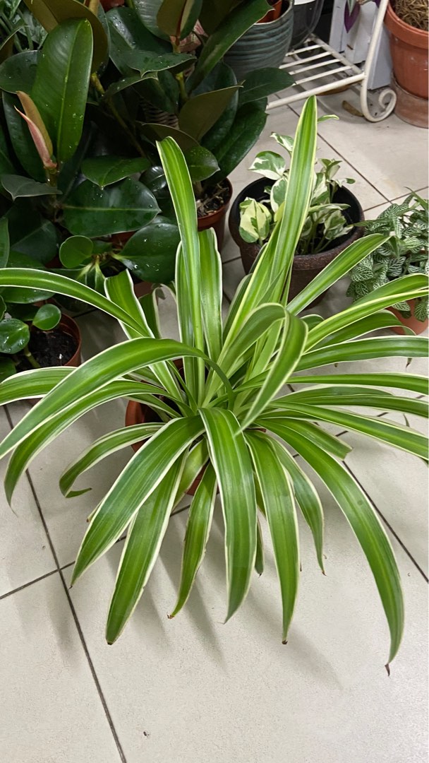Huge non-spooky spider plant in solid pot Pokok, Furniture & Home ...