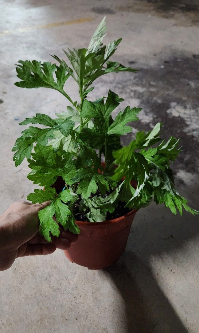 Mugwort plants / seedlings (Artemisia argyi), Furniture & Home Living ...