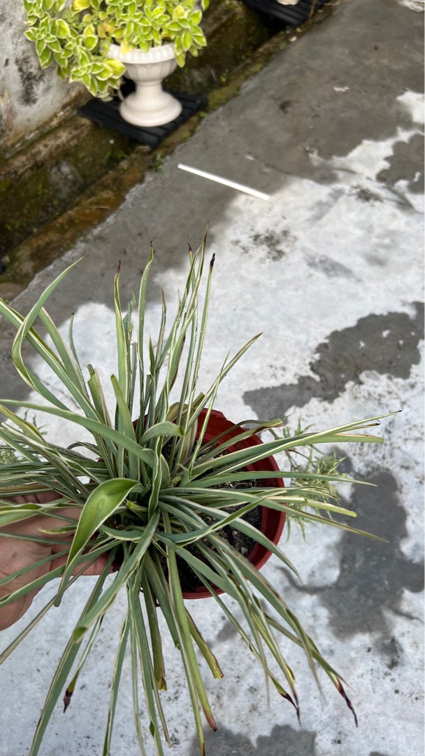 Pokok spider, Furniture & Home Living, Gardening, Plants & Seeds on ...