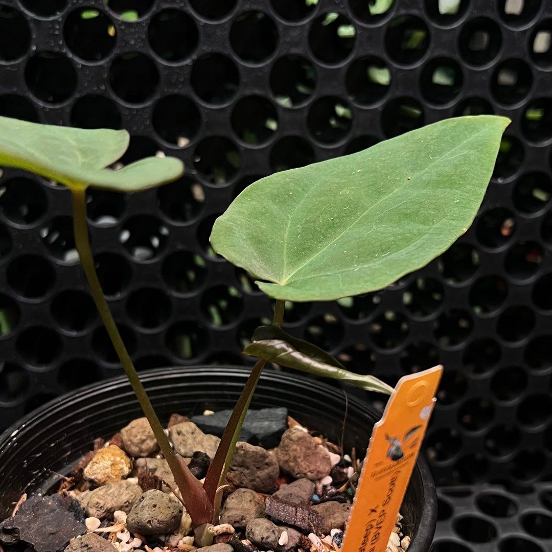 Anthurium Ace of Spades AOS x Antolaki BVEP Scott Cohen, Furniture ...