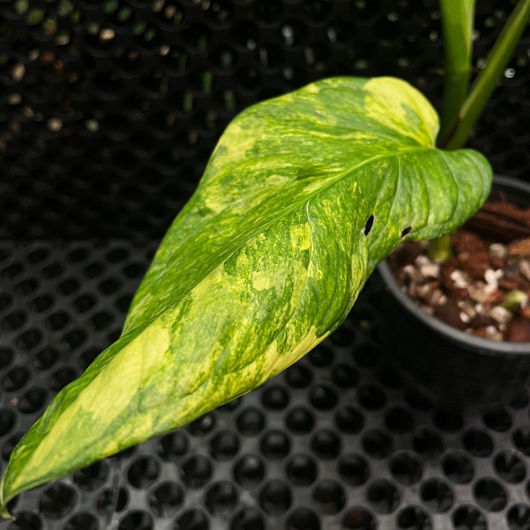 Monstera Obliqua Mayuna Variegata Aurea (Rare Plants Findings ...