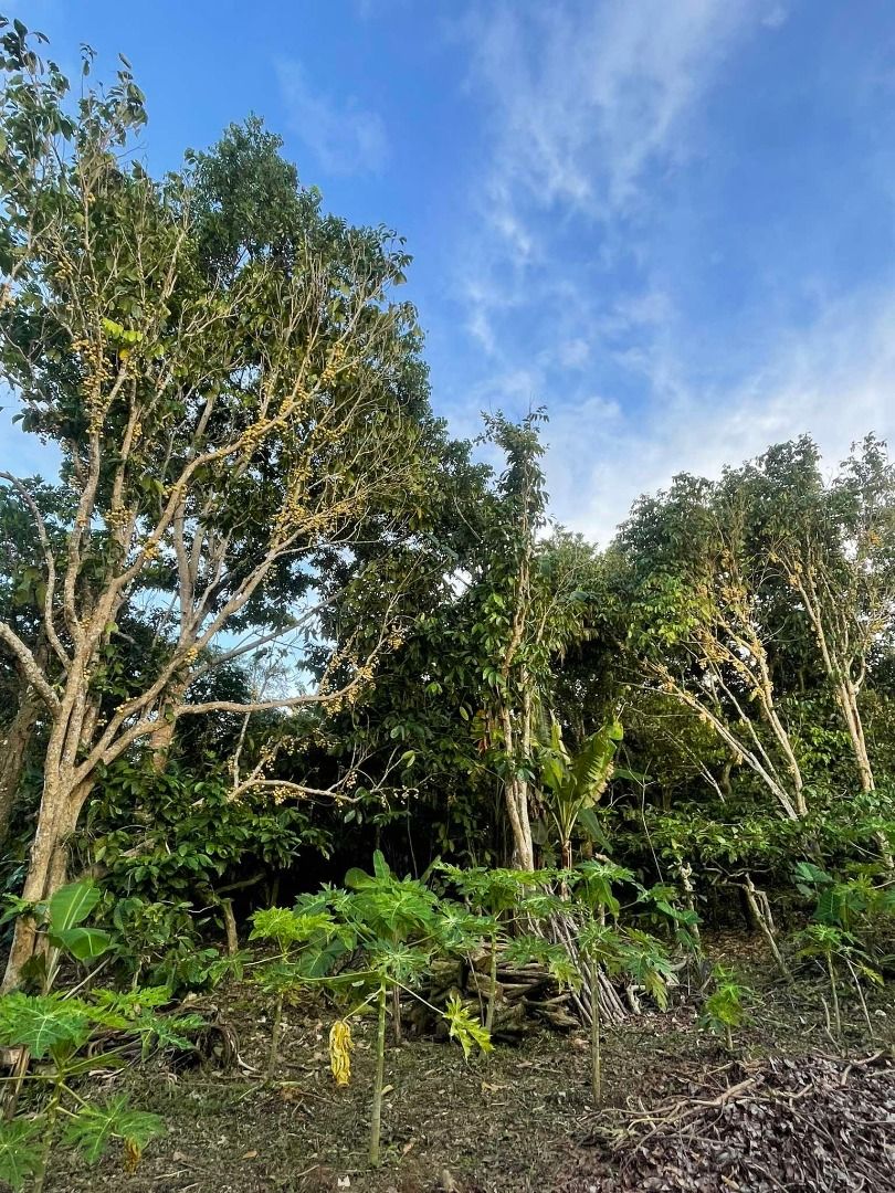 5400sqm. Lanzones Farm Lot For Sale Indang Cavite, Property, For Sale ...