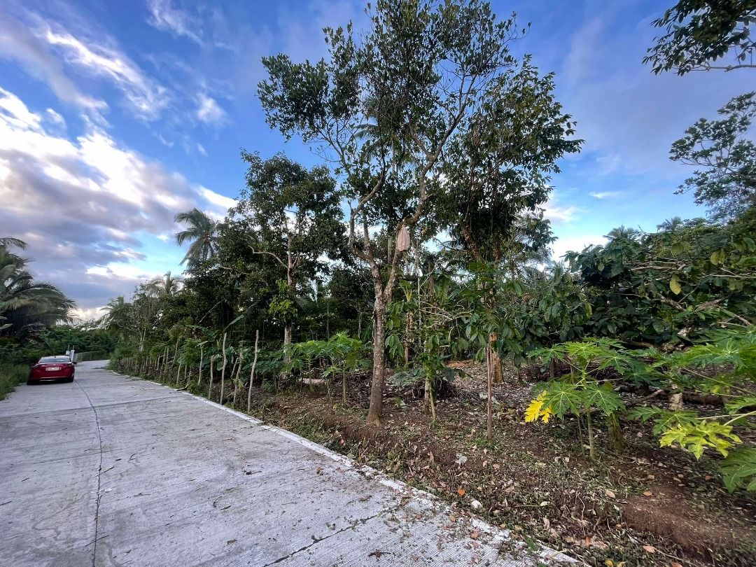 5400sqm. Lanzones Farm Lot For Sale Indang Cavite, Property, For Sale ...
