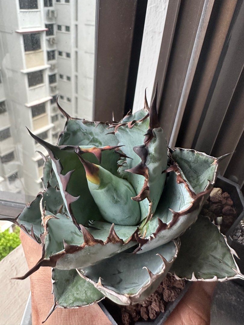 Agave Titanota Blue Whale / Blue Ball / Black Blue top pup - 蓝鲸龙舌兰, Furniture & Home Living ...