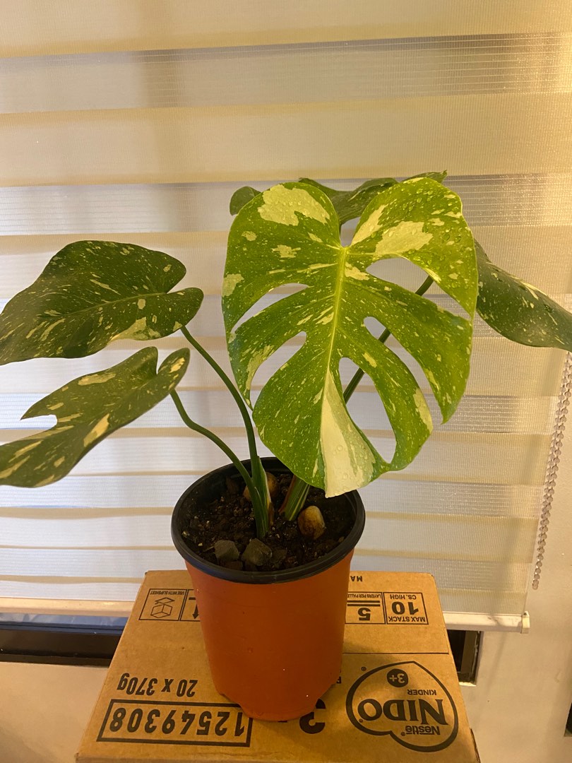 Monstera thai cons, Furniture & Home Living, Gardening, Plants & Seeds ...