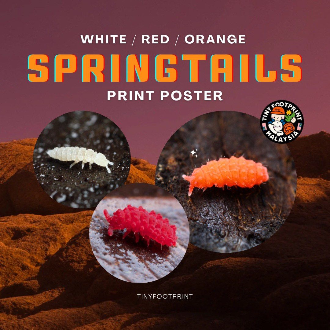 Springtails / White springtails, Orange springtails, Red springtails ...