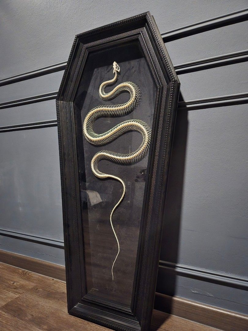 ⚰️ Coffin frame snake bone Taxidermy art gift large hanging frame 1 ...