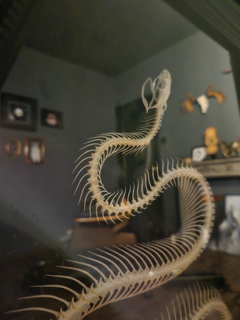⚰️ Coffin frame snake bone Taxidermy art gift large hanging frame 1 ...