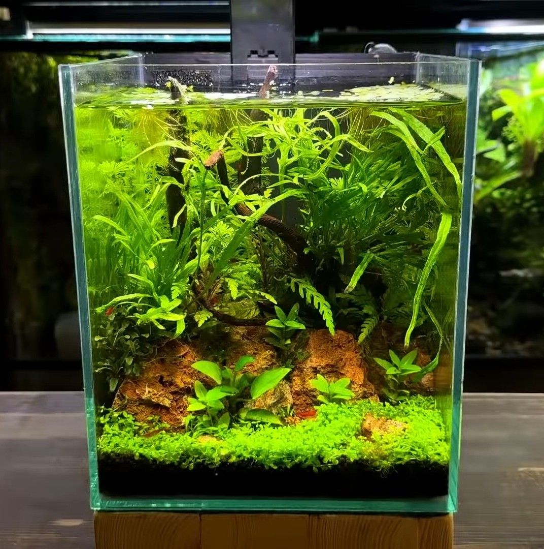 Brand new ready desk nano tank set for shrimp Betta fish mini aqua scape aquascape aquarium aqua ...