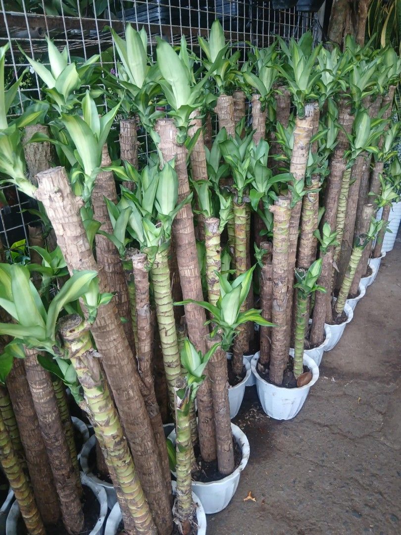 Fortune plant, Furniture & Home Living, Gardening, Plants & Seeds on ...