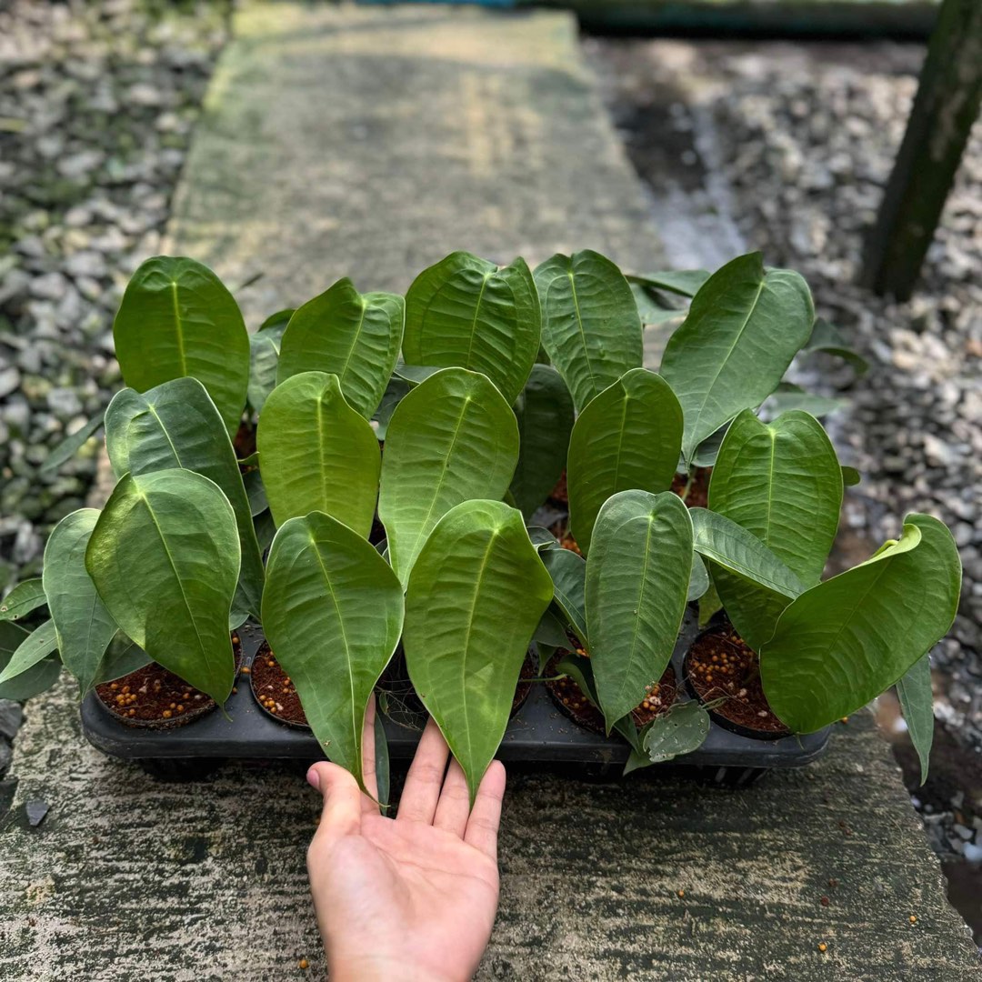 Anthurium Peltigerum Rare live plant, Furniture & Home Living ...