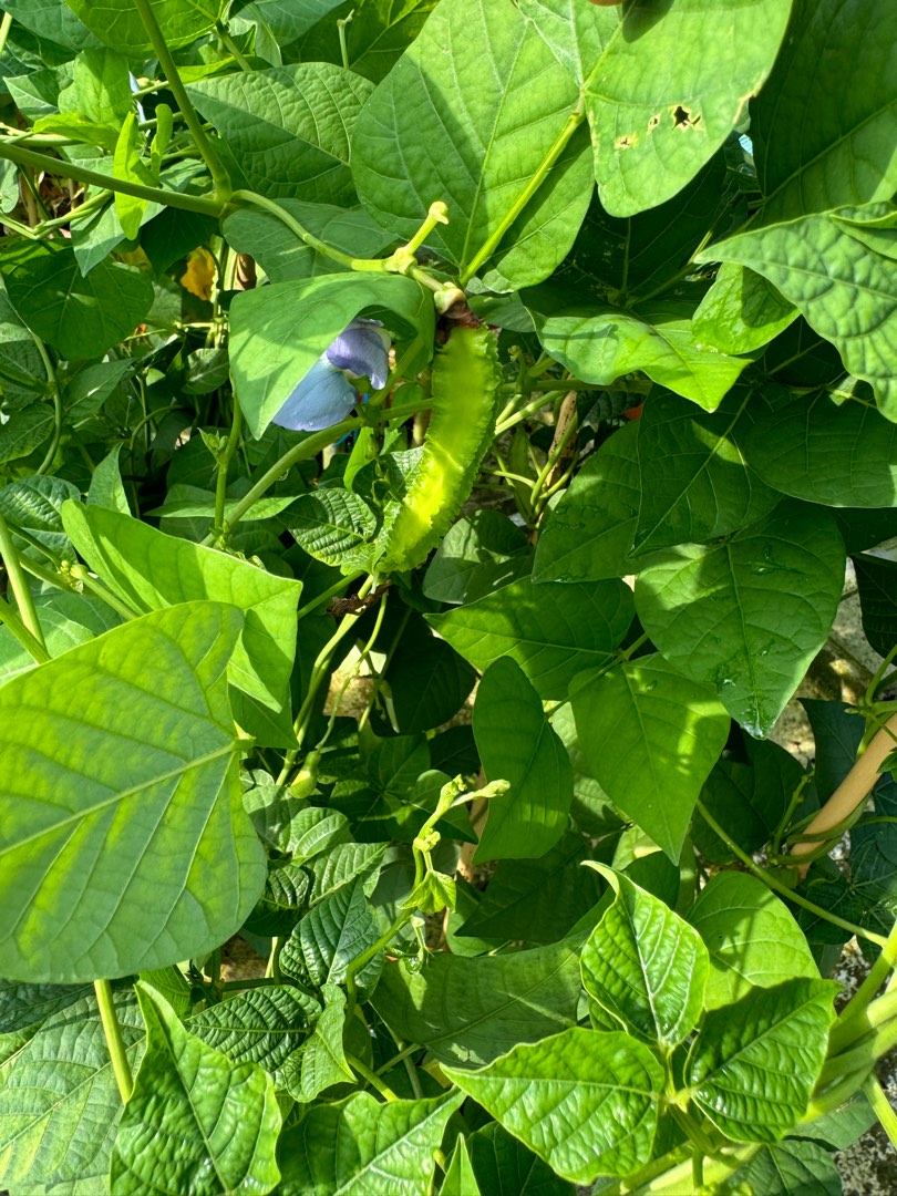 Four-angled bean Winged bean goa bean 四角豆 vegetable plant medium pot ...