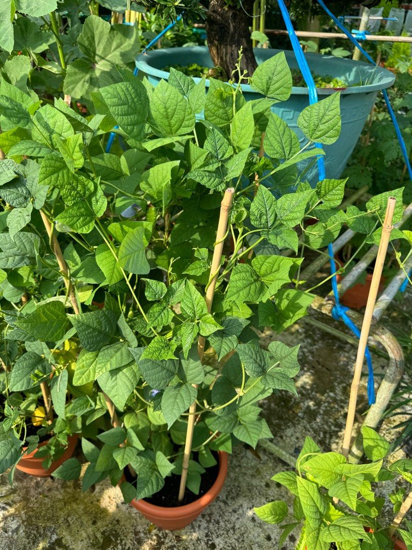 Four-angled bean Winged bean goa bean 四角豆 vegetable plant medium pot ...