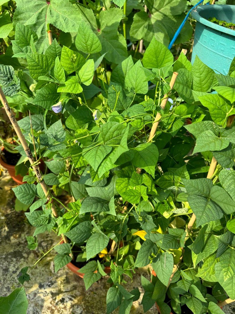 Four-angled bean Winged bean goa bean 四角豆 vegetable plant medium pot ...