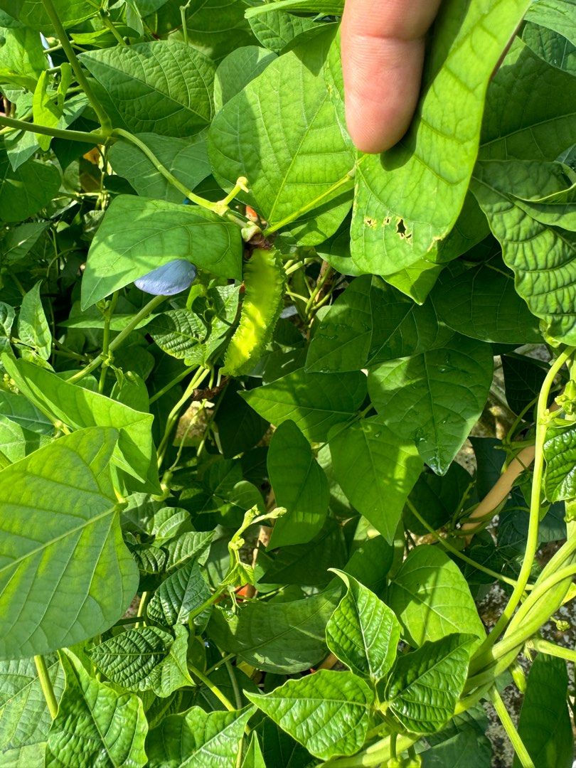 Four-angled bean Winged bean goa bean 四角豆 vegetable plant medium pot ...