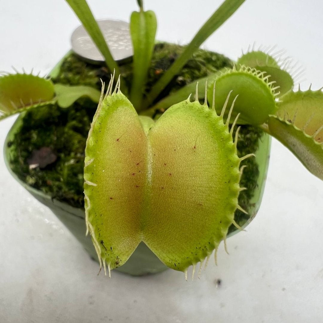 Halloween Bug Eater: Midnight Hunt of the Venus Flytrap, Furniture & Home Living, Gardening ...