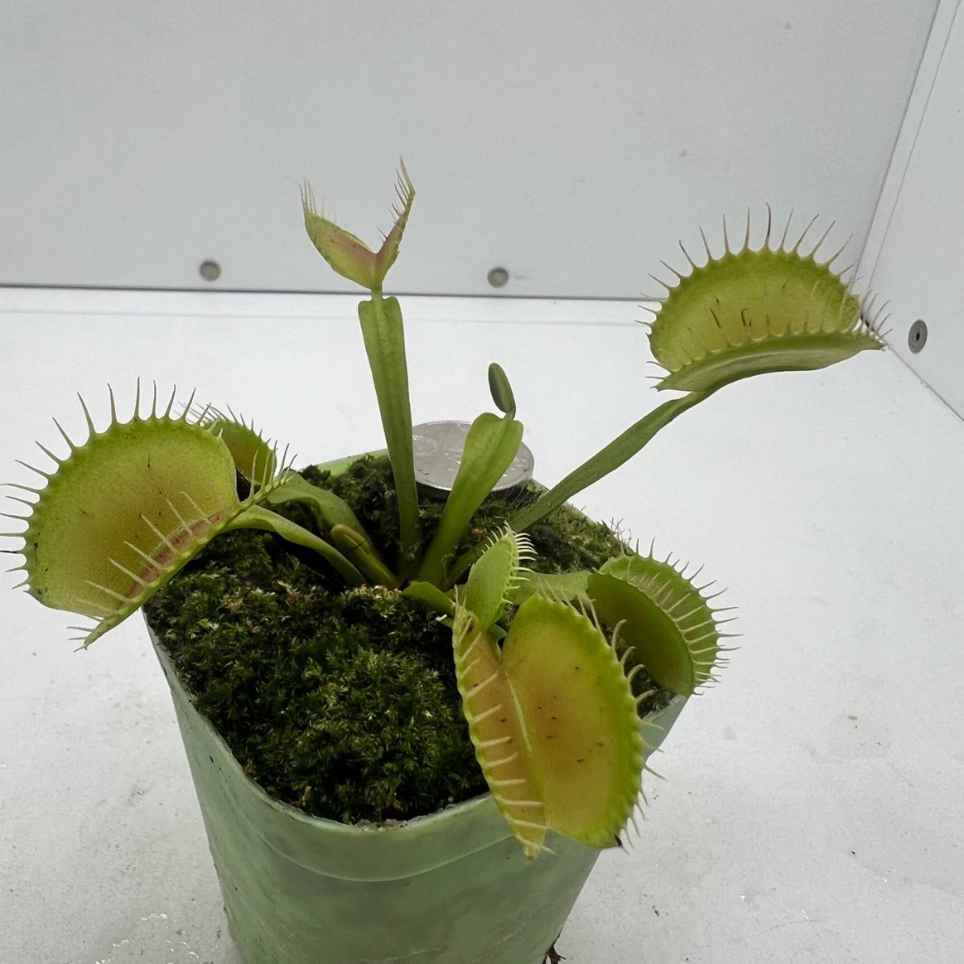 Halloween Bug Eater: Midnight Hunt of the Venus Flytrap, Furniture ...