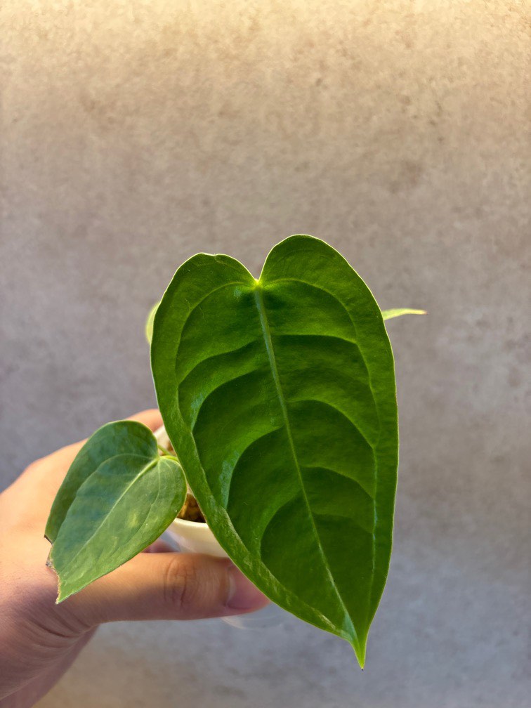 Anthurium Veitchii Narrow Form, Furniture & Home Living, Gardening ...