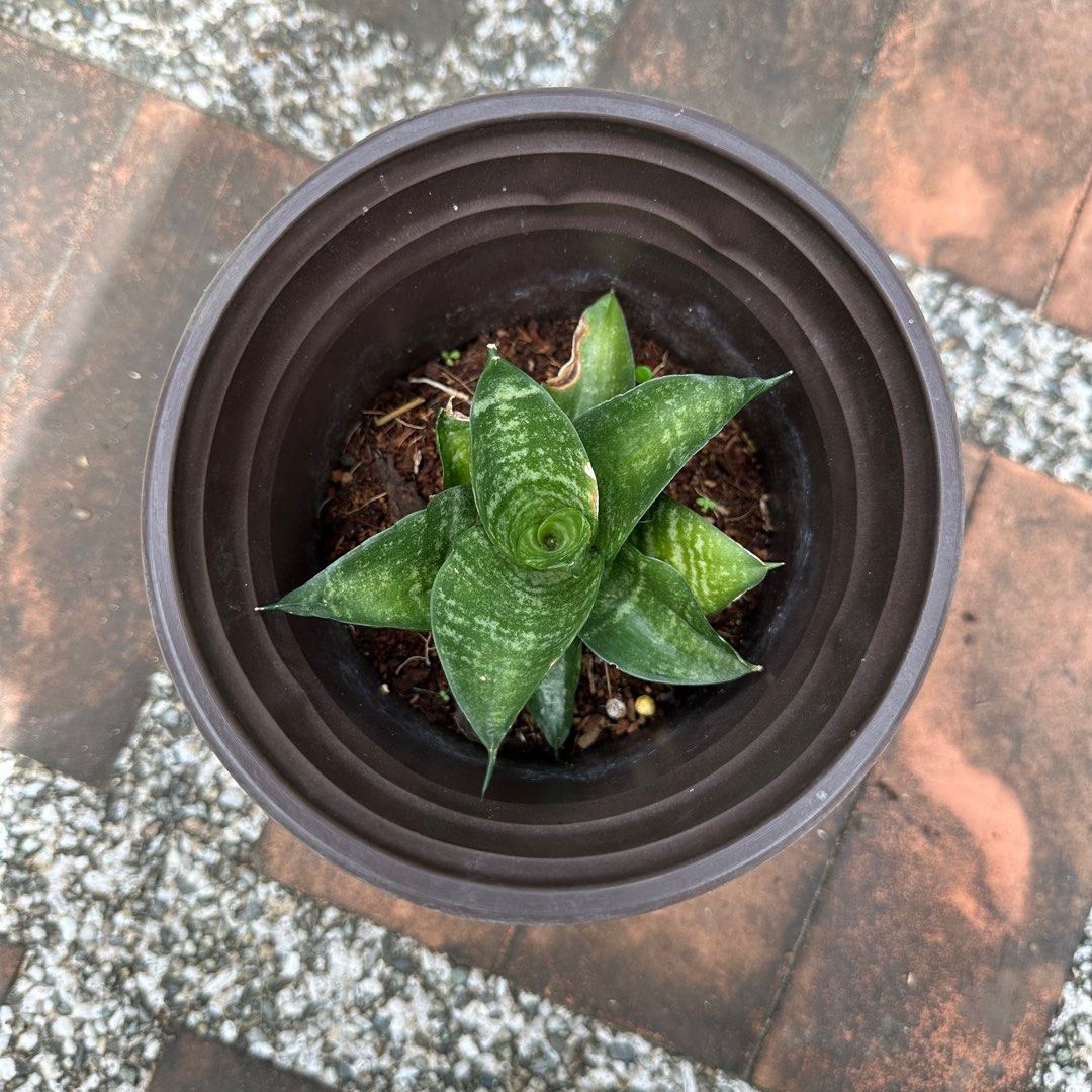 Dwarf Snake Plant Live Plant, Furniture & Home Living, Gardening ...