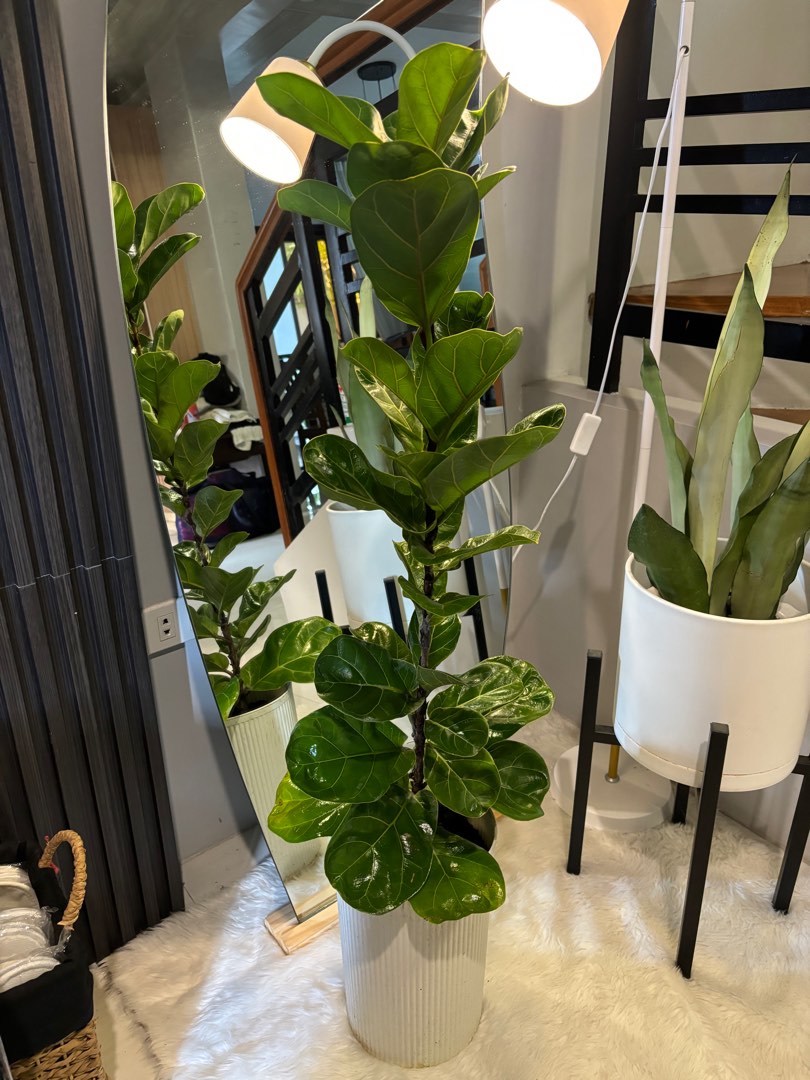 Fiddle leaf fig compacta, Furniture & Home Living, Gardening, Plants ...