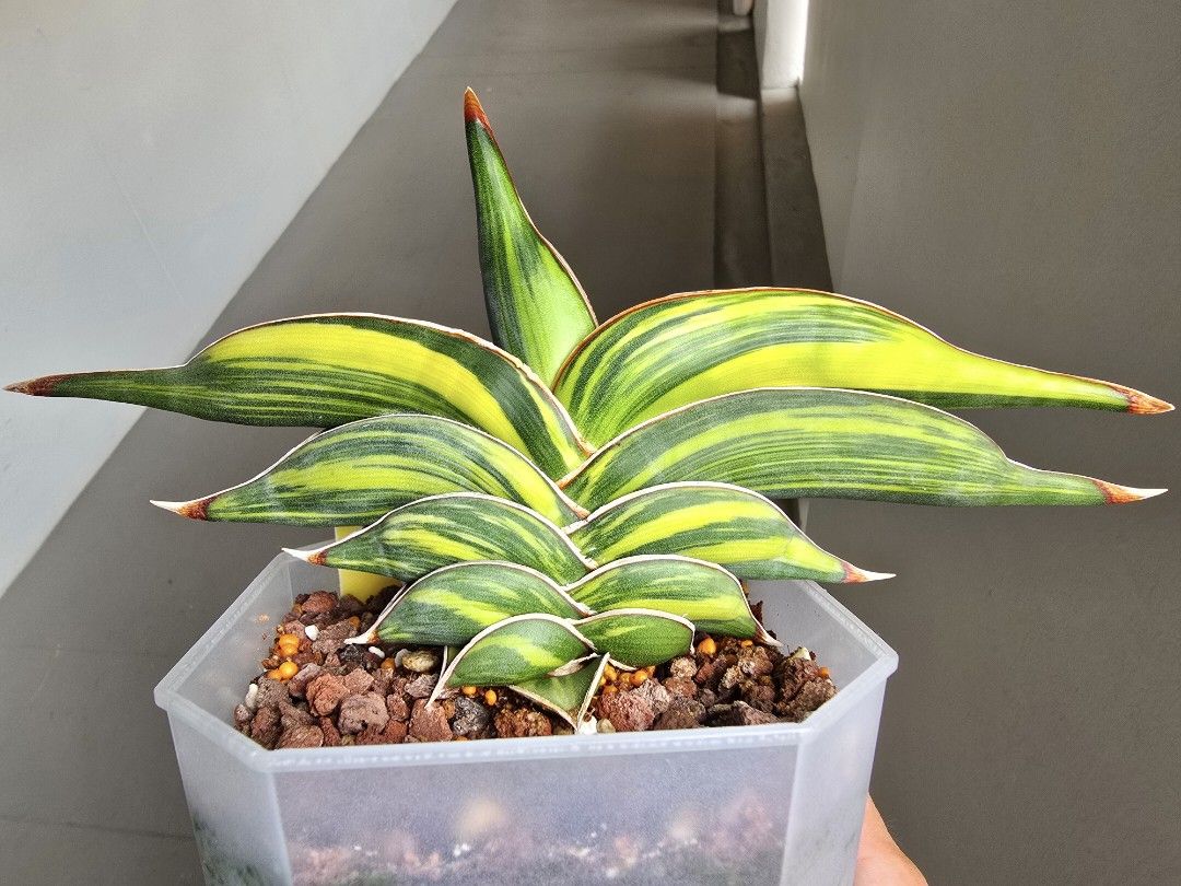 Sansevieria Rorida Variegated (rare variegation), Furniture & Home ...