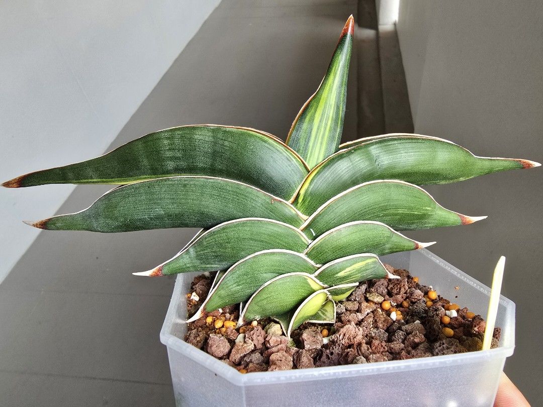 Sansevieria Rorida Variegated (rare variegation), Furniture & Home ...