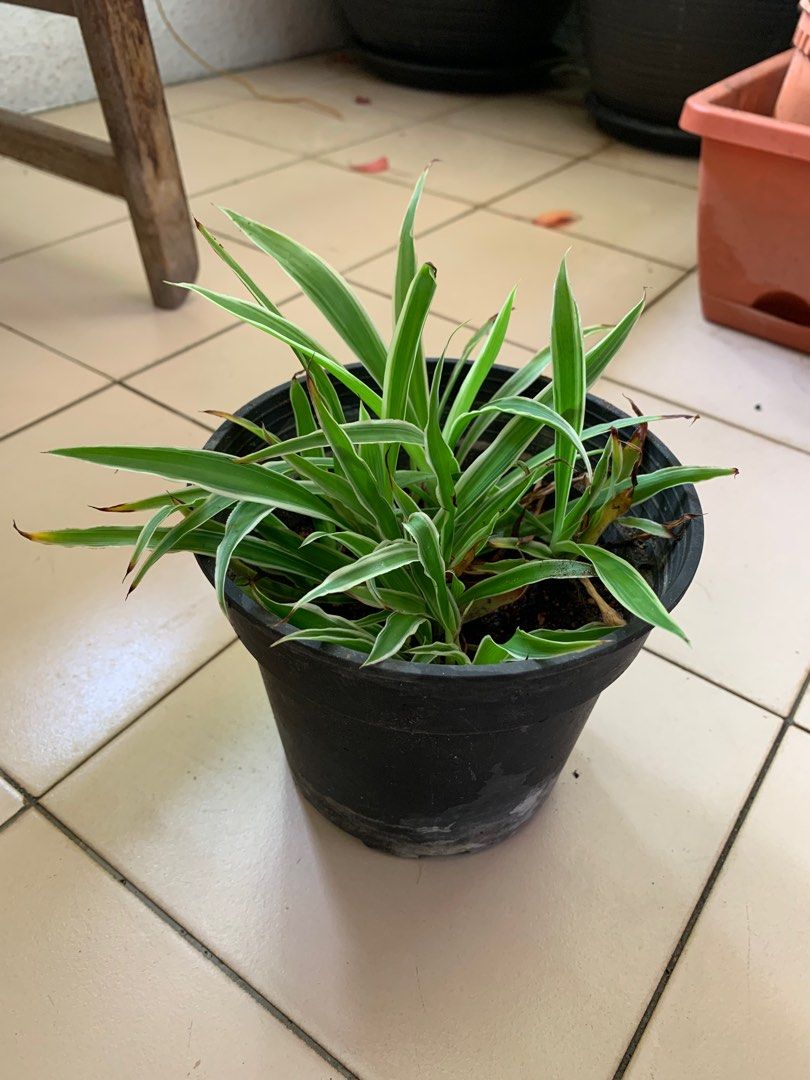 Spider Plants Bundle | Pokok Plants with Pots, Furniture & Home Living ...