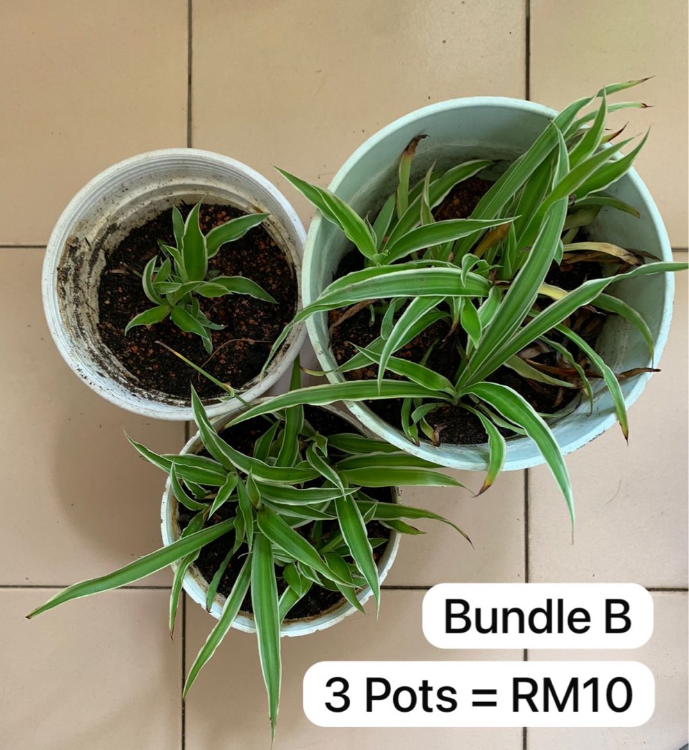 Spider Plants Bundle | Pokok Plants with Pots, Furniture & Home Living ...
