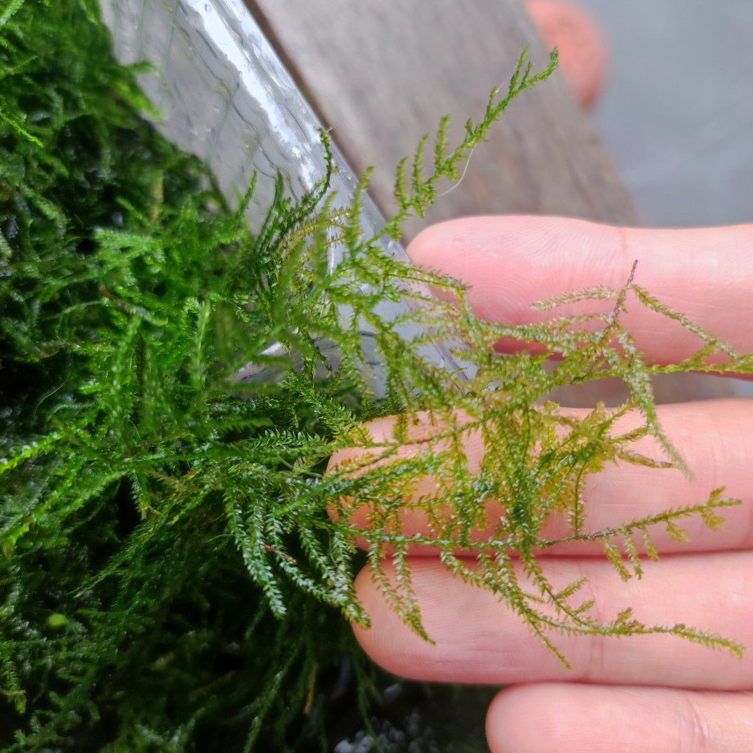 Java moss water plant fish pet aquarium tumbuhan air, Pet Supplies ...