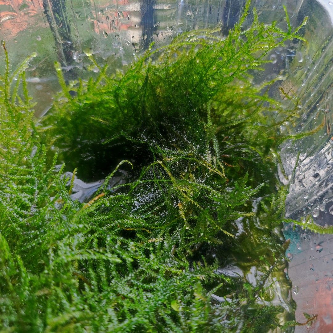 Java moss water plant fish pet aquarium tumbuhan air, Pet Supplies ...