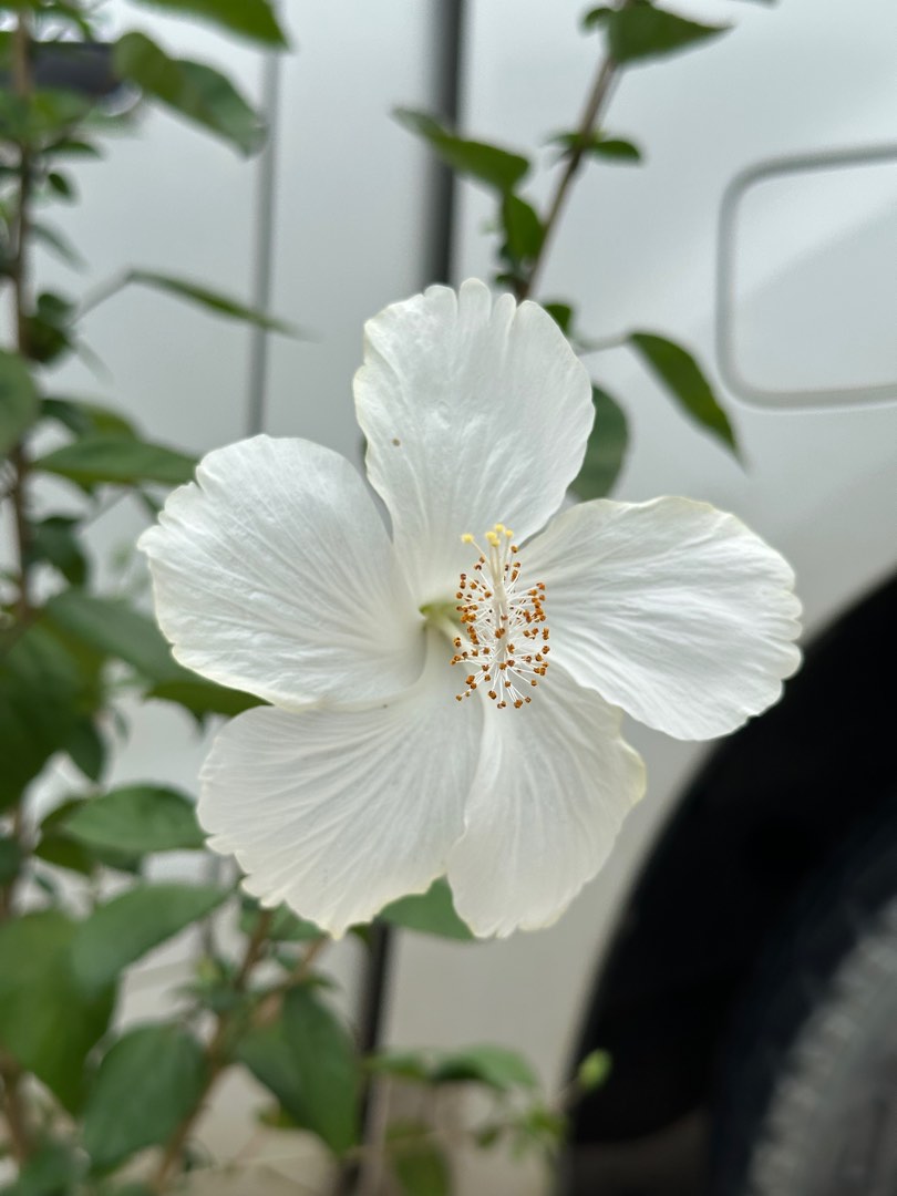 Bunga Raya Putih, Furniture & Home Living, Gardening, Plants & Seeds on ...