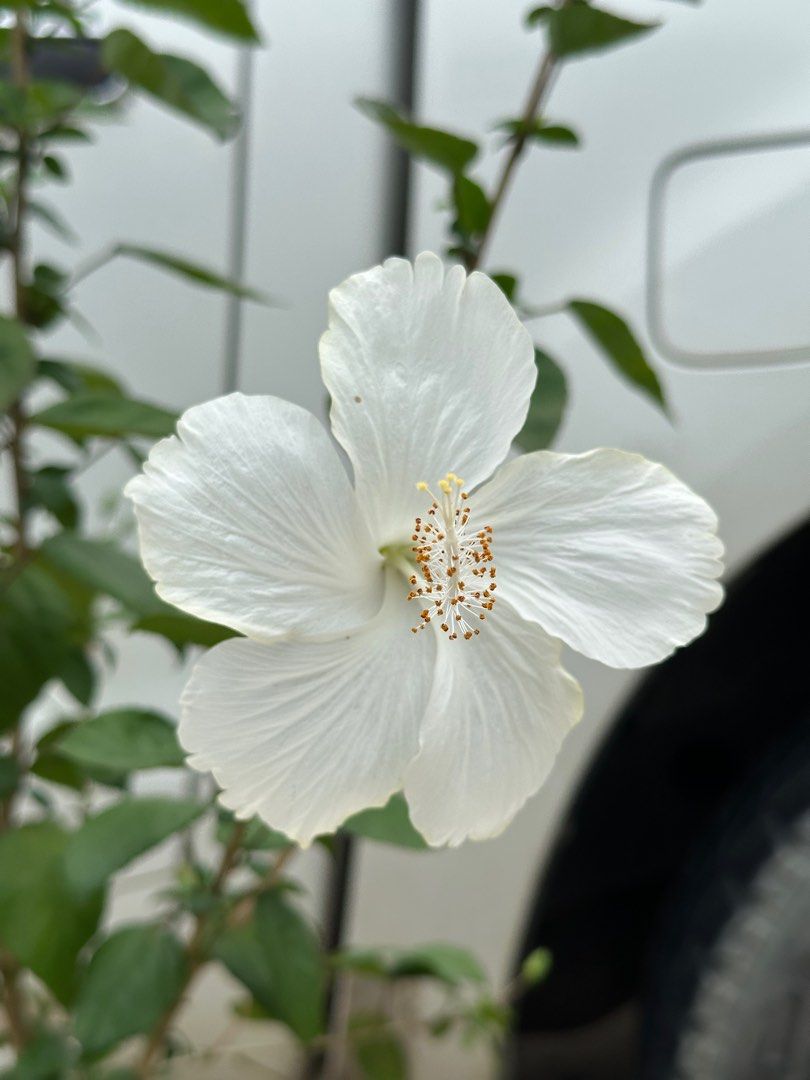 Bunga Raya Putih, Furniture & Home Living, Gardening, Plants & Seeds on ...