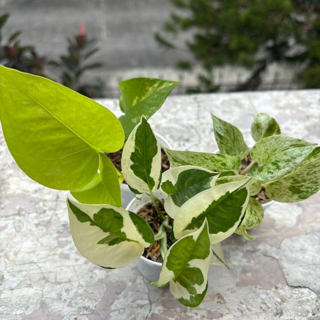 3 for 100 Pothos plant variety (Neon pothos, Njoy pothos, Marble Queen ...