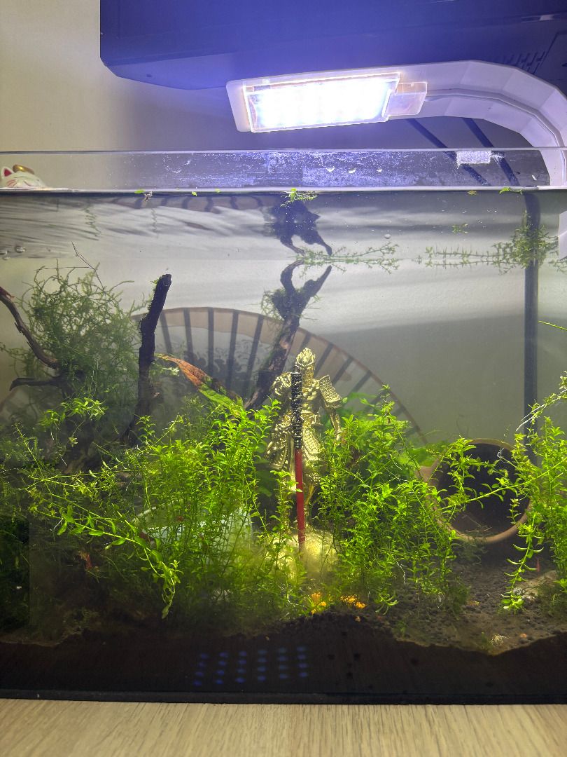 Gold Wukong 金孫悟空 Black Myth Journey to the West Figurine Game Aquarium ...