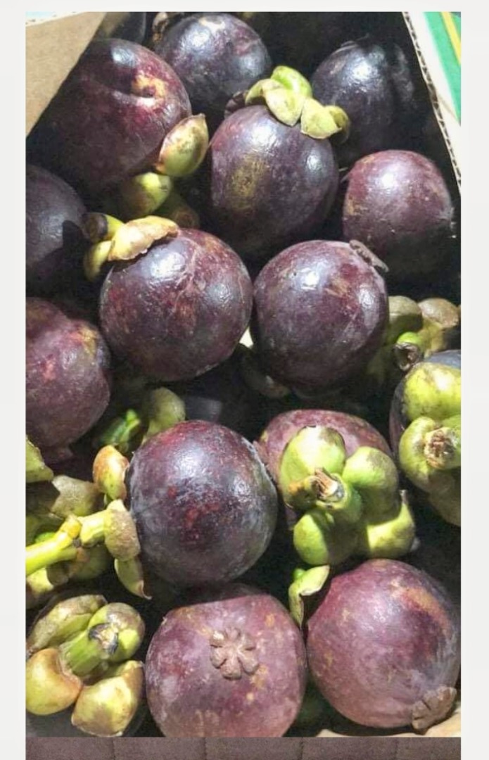Davao Mangosteen, Food & Drinks, Fresh Produce on Carousell