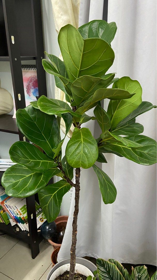 Tall ficus Fiddle leaf fig plant Pokok tinggi 130cm , Furniture & Home ...