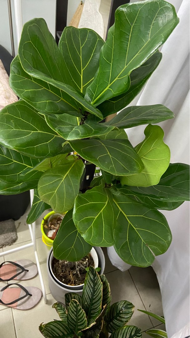 Tall ficus Fiddle leaf fig plant Pokok tinggi 130cm , Furniture & Home ...