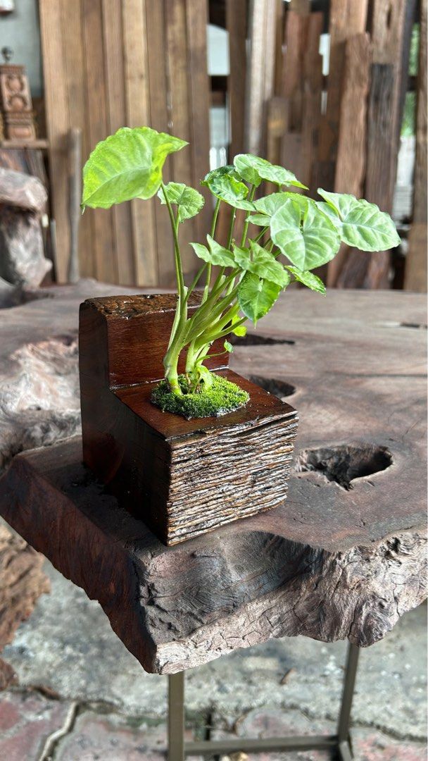 Pokok sekali pasu kayu, Furniture & Home Living, Gardening, Pots ...