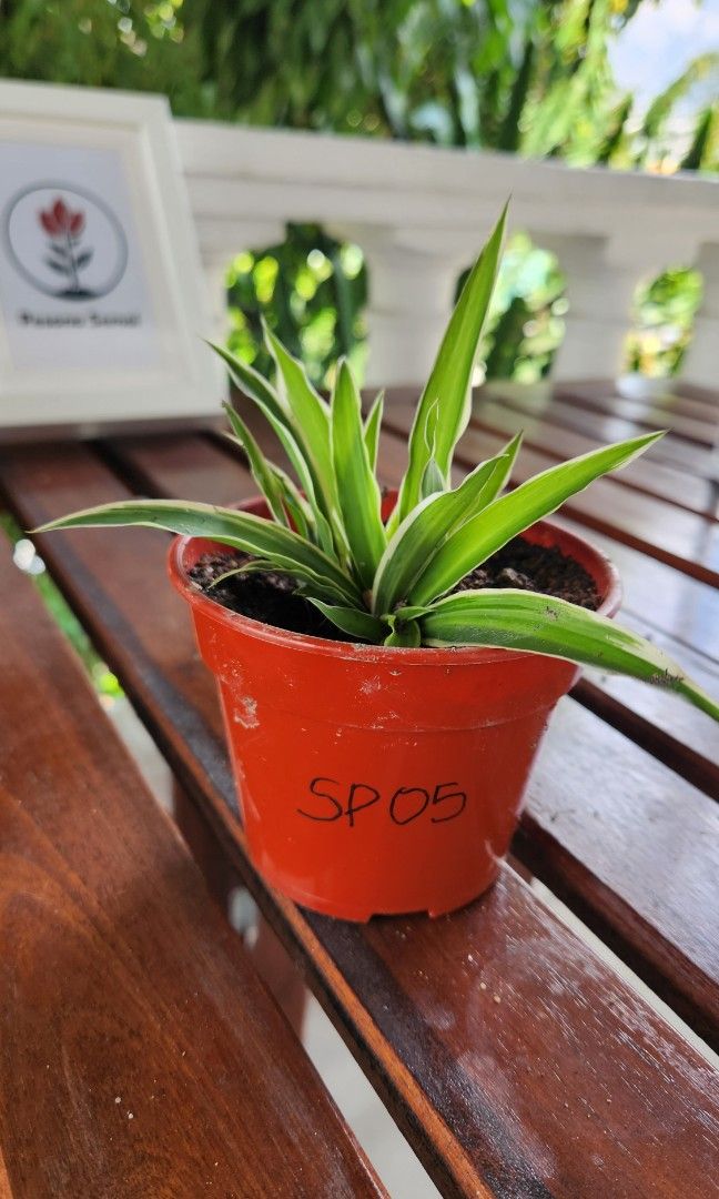 SP05 Spider Plant, Furniture & Home Living, Gardening, Pots & Planters on Carousell